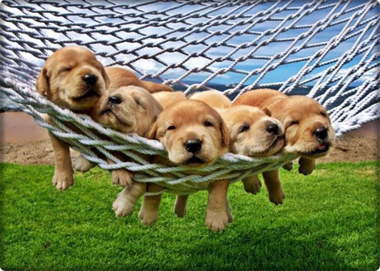 Fotos de Cachorros Filhotes | ImagensDeCachorros.com.br