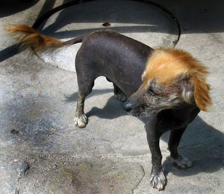 Fotos de Cachorros Feios | ImagensDeCachorros.com.br
